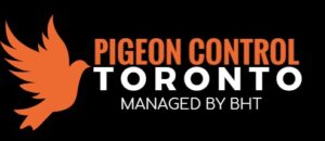Pigeon Control Toronto & Removal Bird - (416) 560 4827